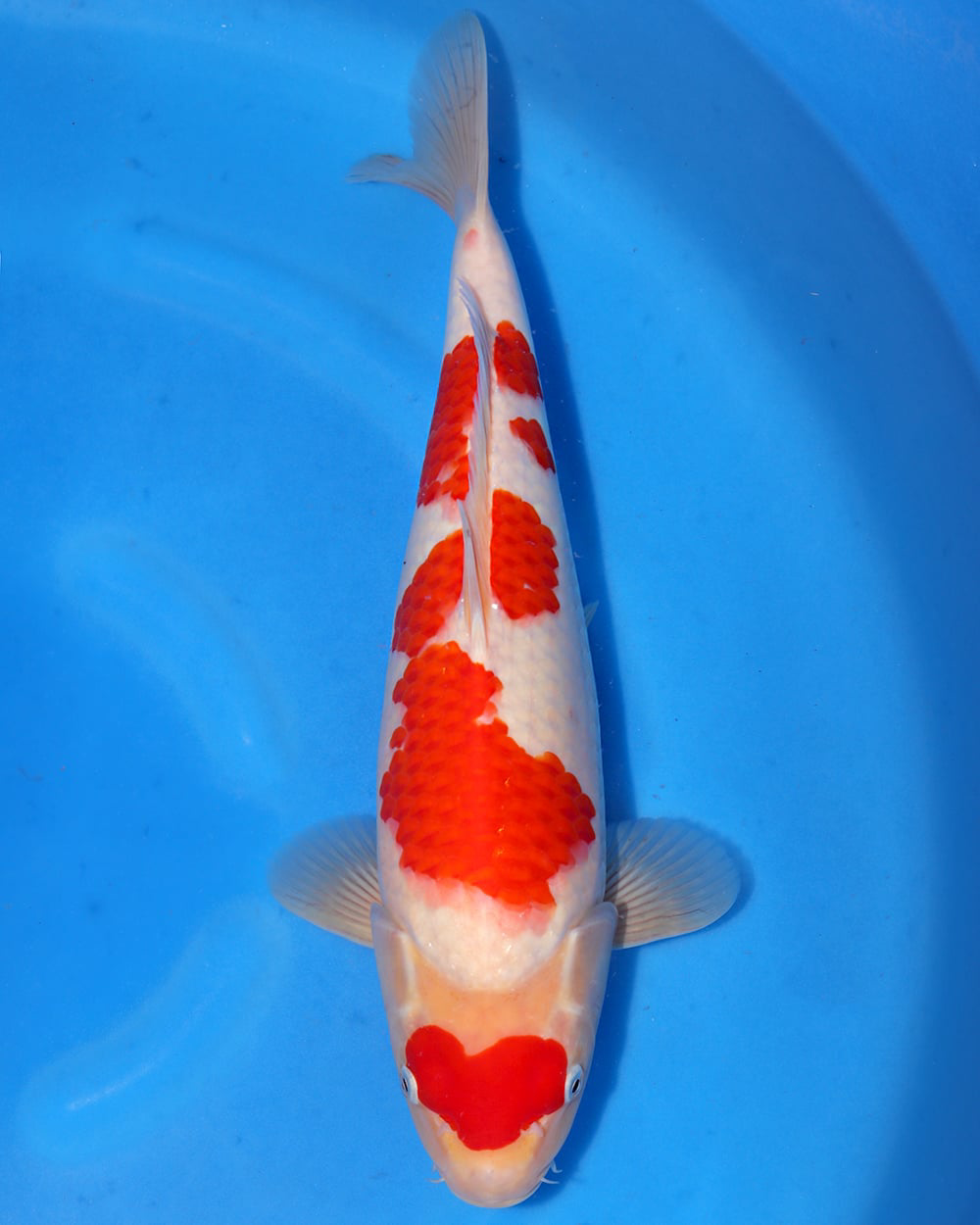 Sakamaki - Maruten Kohaku - Nisai - 32cm – Dragons Gate Koi USA