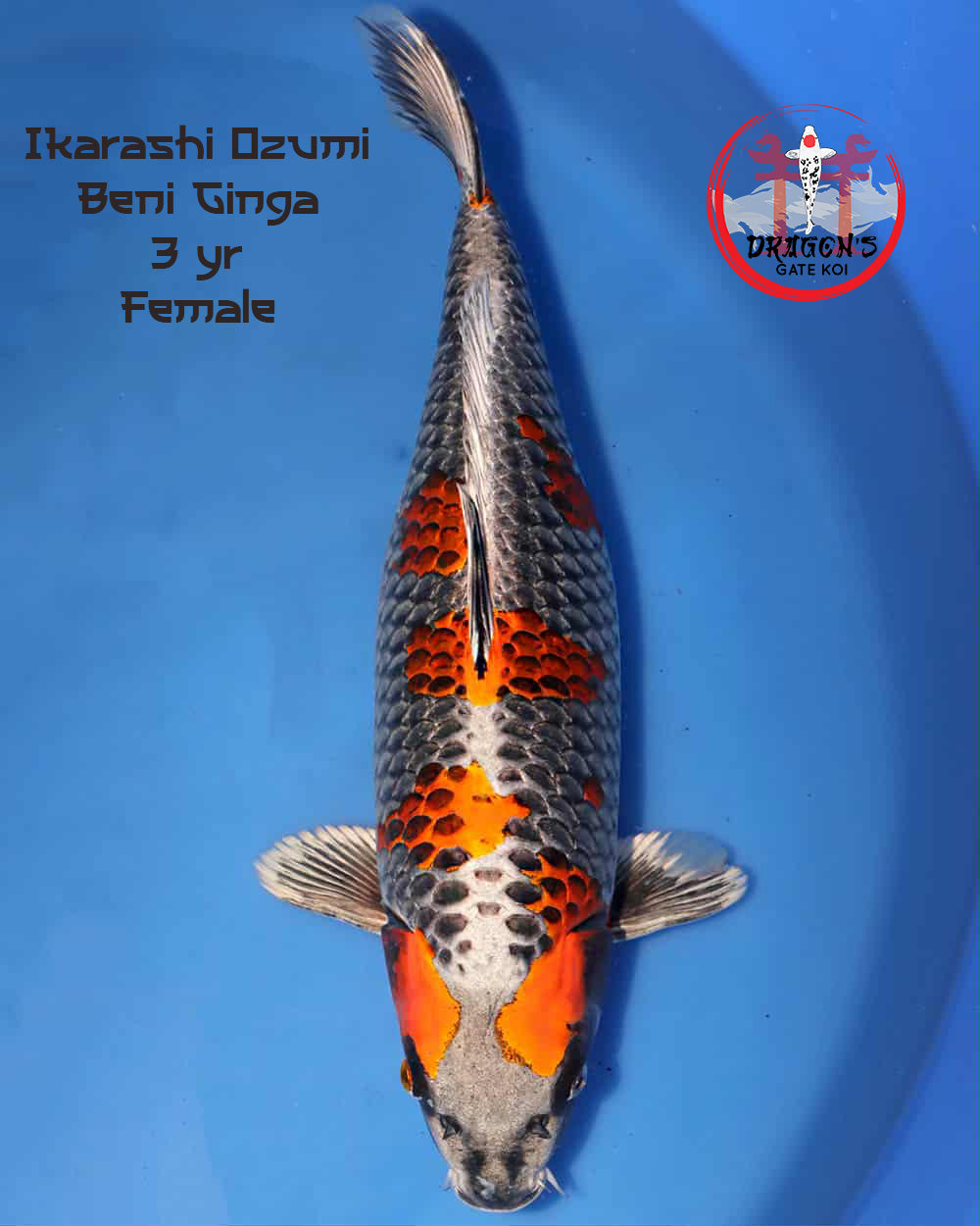 Ikarashi Ozumi - Beni Ginga - Sansai - 55 cm – Dragons Gate Koi USA